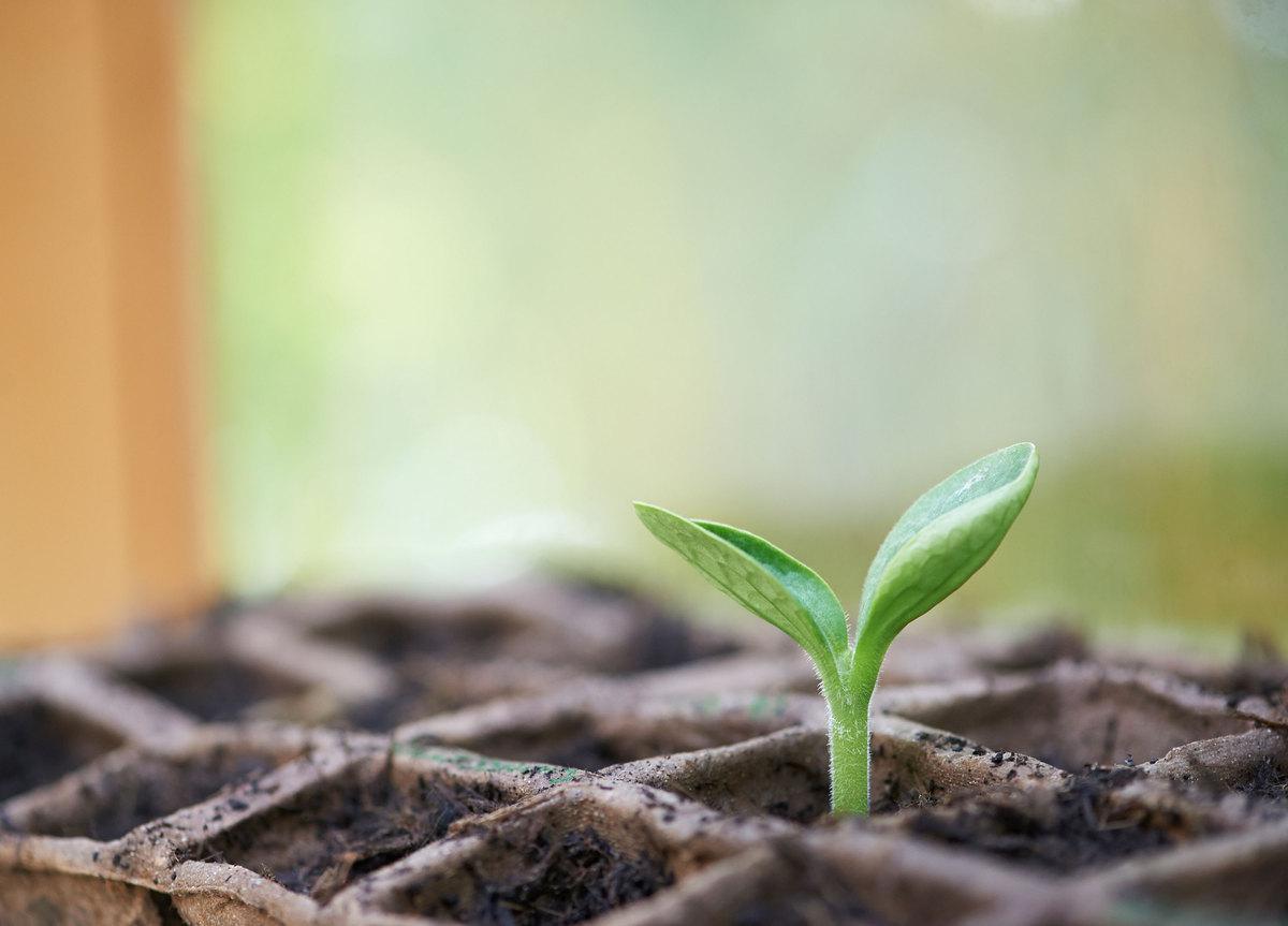 L'emballage biodégradable : un vrai plus pour votre stratégie RSE ...